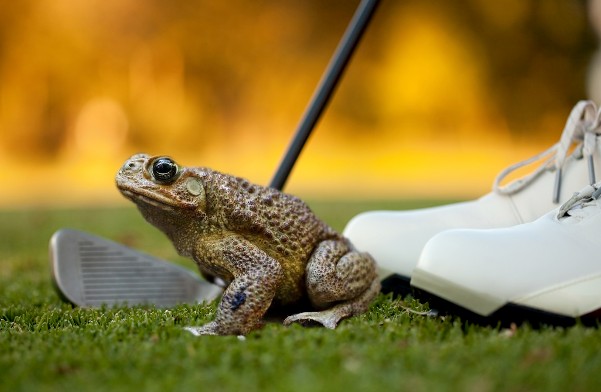 Hitting the frog … make that toad – The Bug Online
