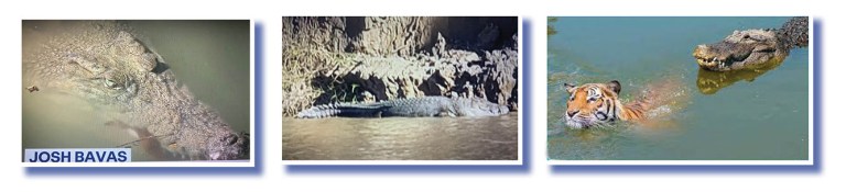 Fitzroy infested? What a load of croc! – The Bug Online